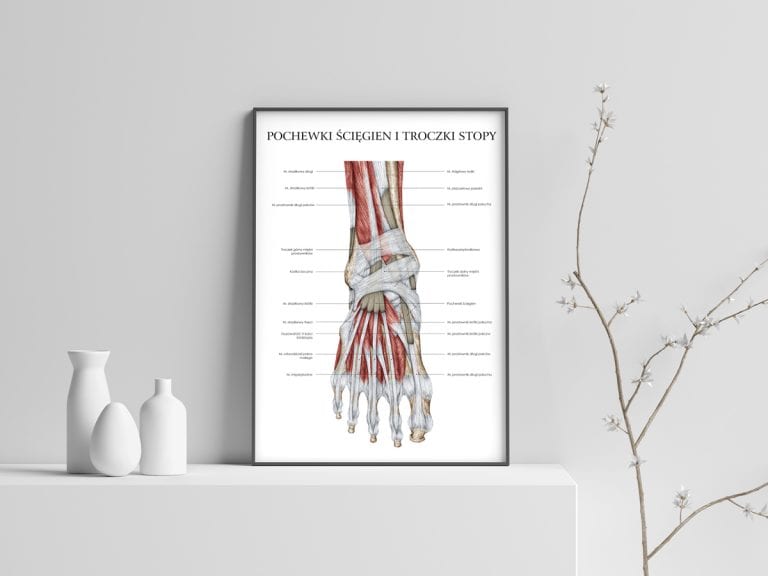 Anatomia mięśni stopy, pochewki jej ścięgien oraz jej troczki - PLAKAT