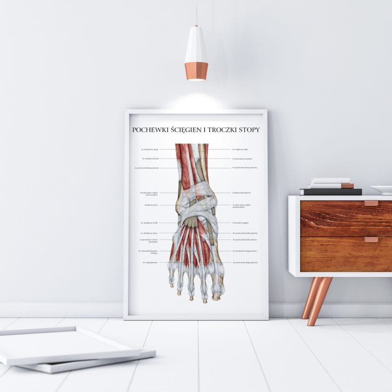 Anatomia mięśni stopy, pochewki jej ścięgien oraz jej troczki - PLAKAT