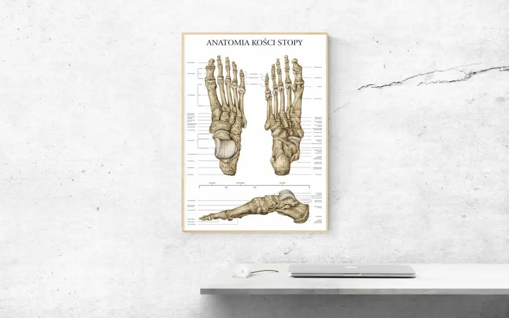 ANATOMIA KOŚCI STOPY - plakat - Pro Pedis - Profesjonalnie dla stóp